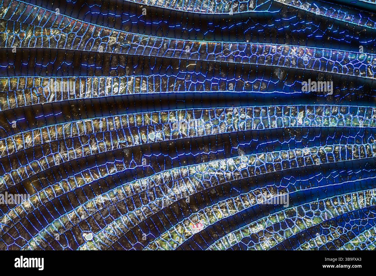 Magnificent dragonfly wings high hi-res stock photography and images ...