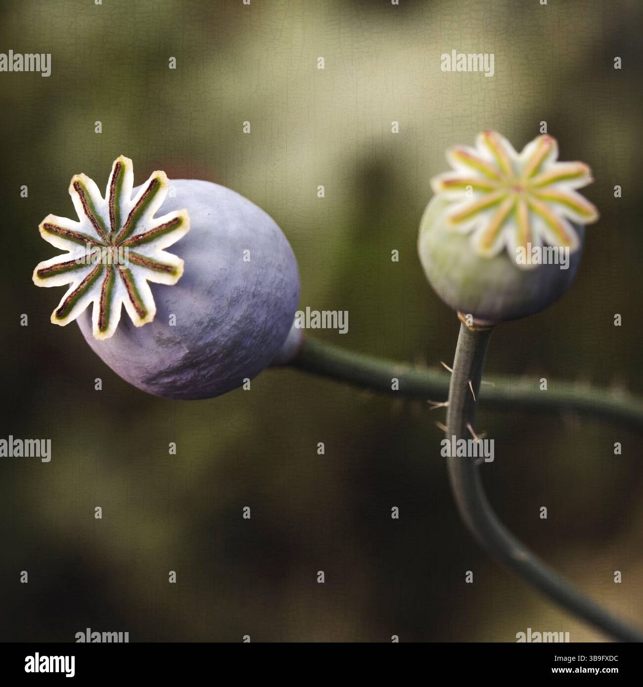 Dried poppy capsules in the garden with overlaid texture Stock Photo ...