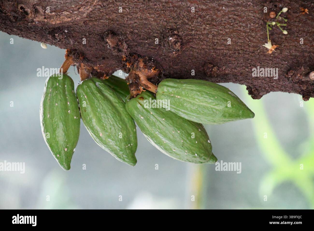 Subtropical fruits hi-res stock photography and images - Alamy