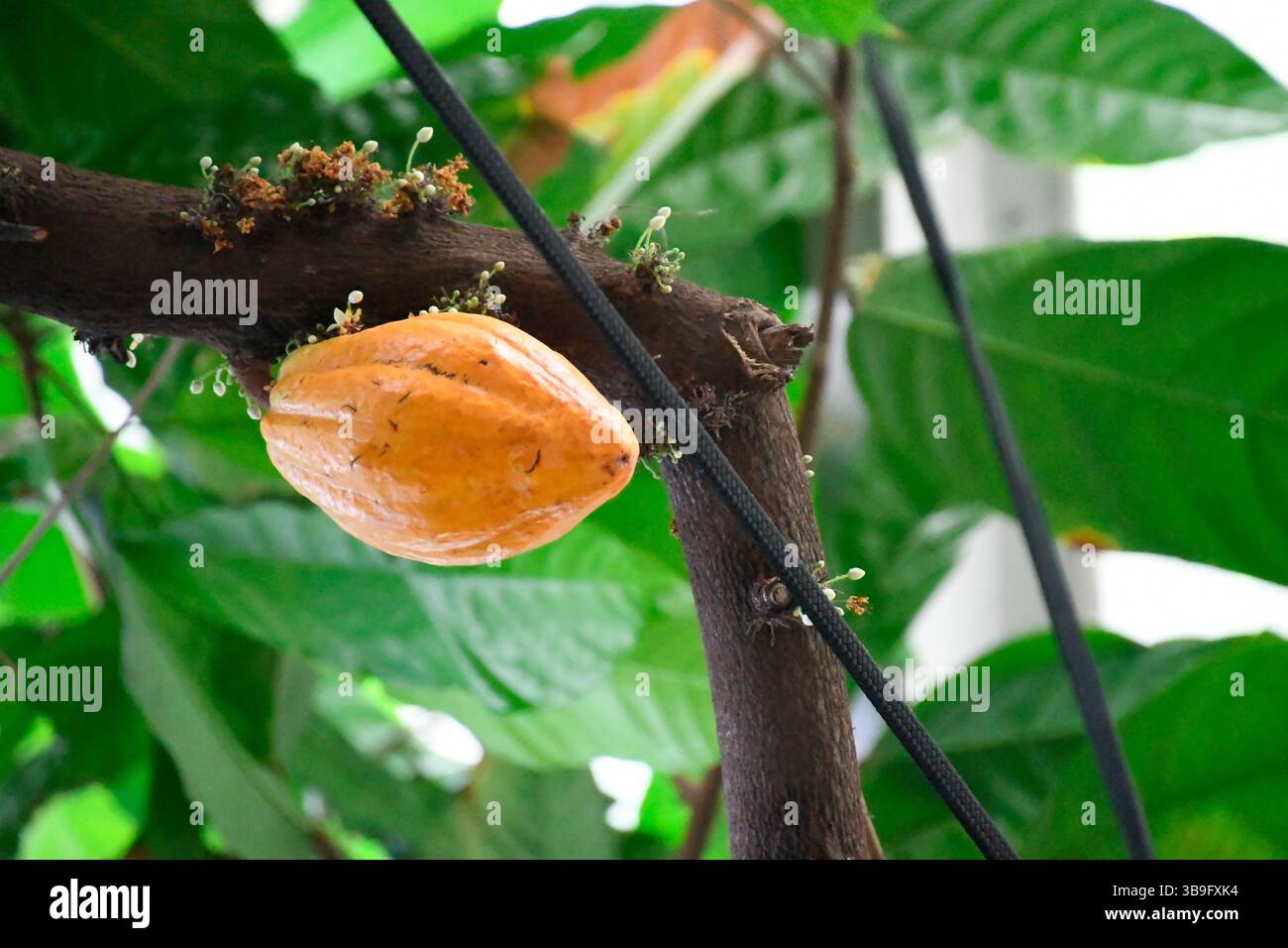 Cocoa tree theobroma cacao leaves hi-res stock photography and images ...