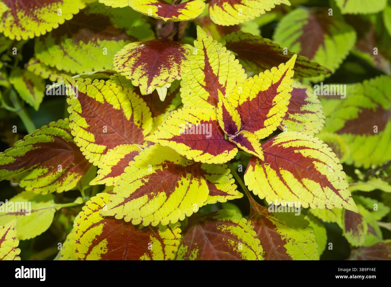 Germany, Bavaria, variegated nettle, Plectranthus scutellarioides Stock ...