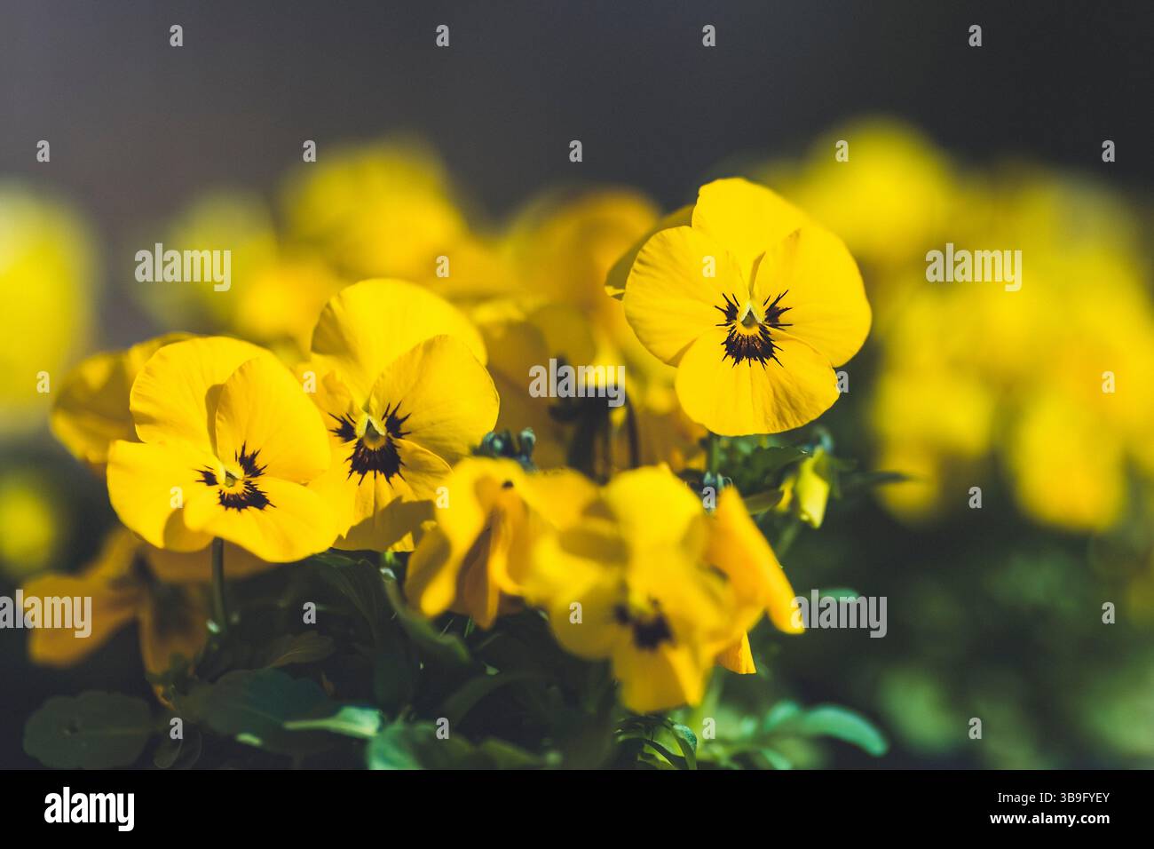 Yellow horned violet (Viola cornuta Stock Photo - Alamy