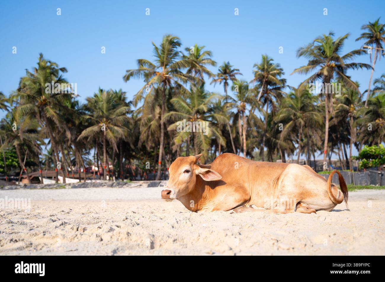 Sacred cow lying on the Colva beach in Goa, South India, palm trees on ...