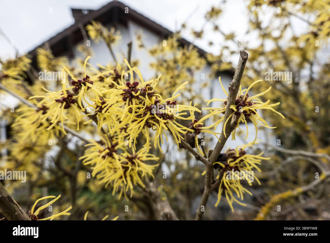 Witch hazel (Hamamelis) - flowering shrub Stock Photo - Alamy
