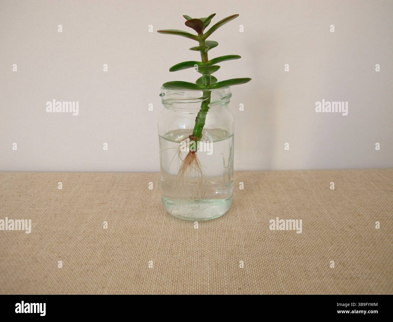 Money tree cuttings with new roots in a glass of water Stock Photo - Alamy