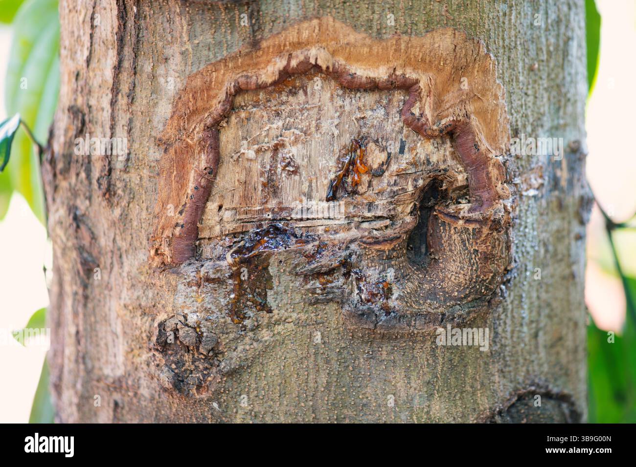 Cinnamon tree bark on a spice plantation in Goa, South India ...