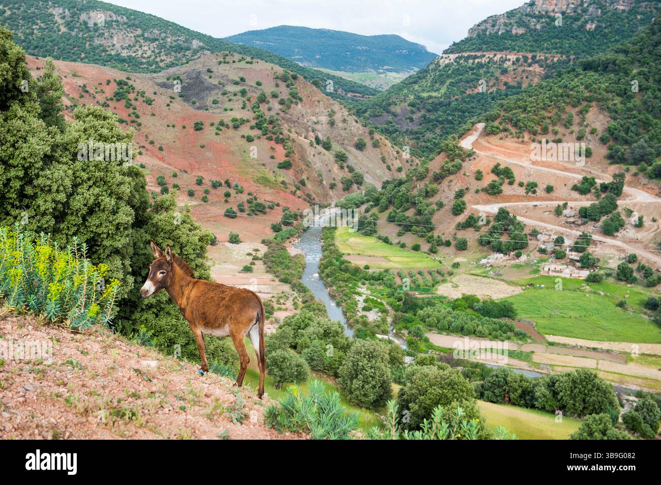 Donkey above the Oum-er-Rbia river valley,Middle Atlas,Morocco,North ...