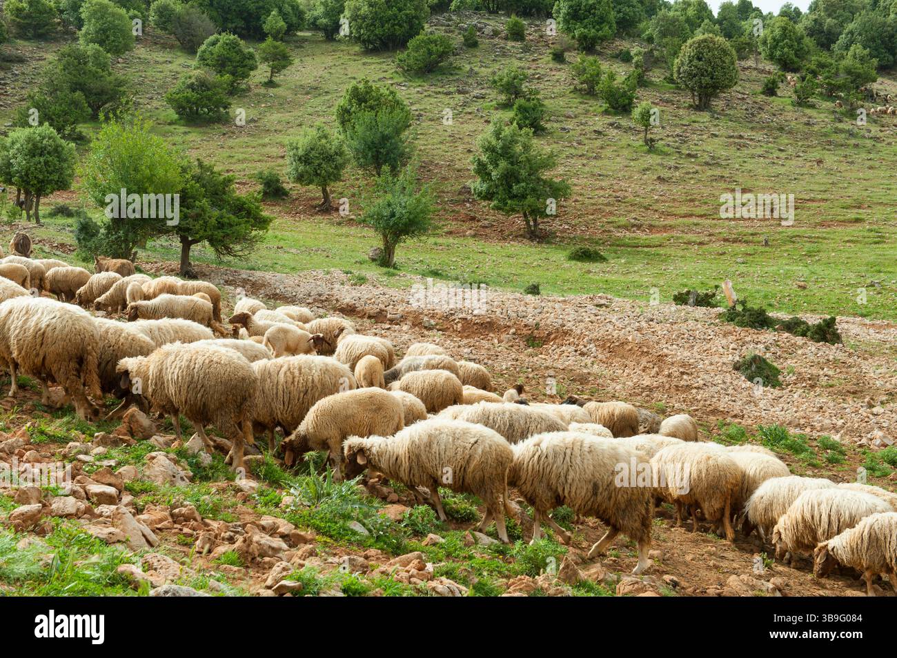 Flock of sheep in the countryside near Azrou, Middle Atlas,Morocco ...