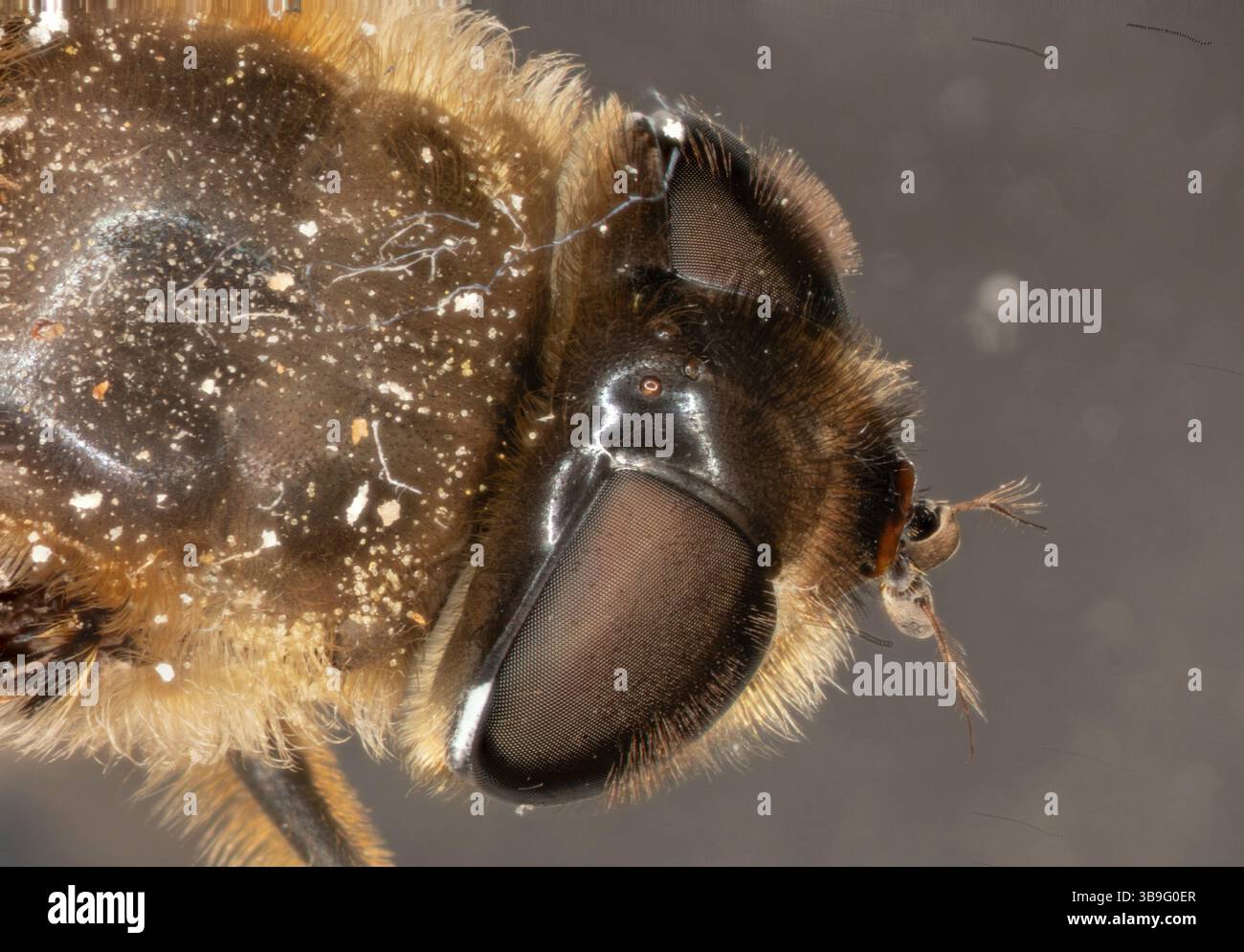 honeybee complex eyes under the microscope Stock Photo - Alamy