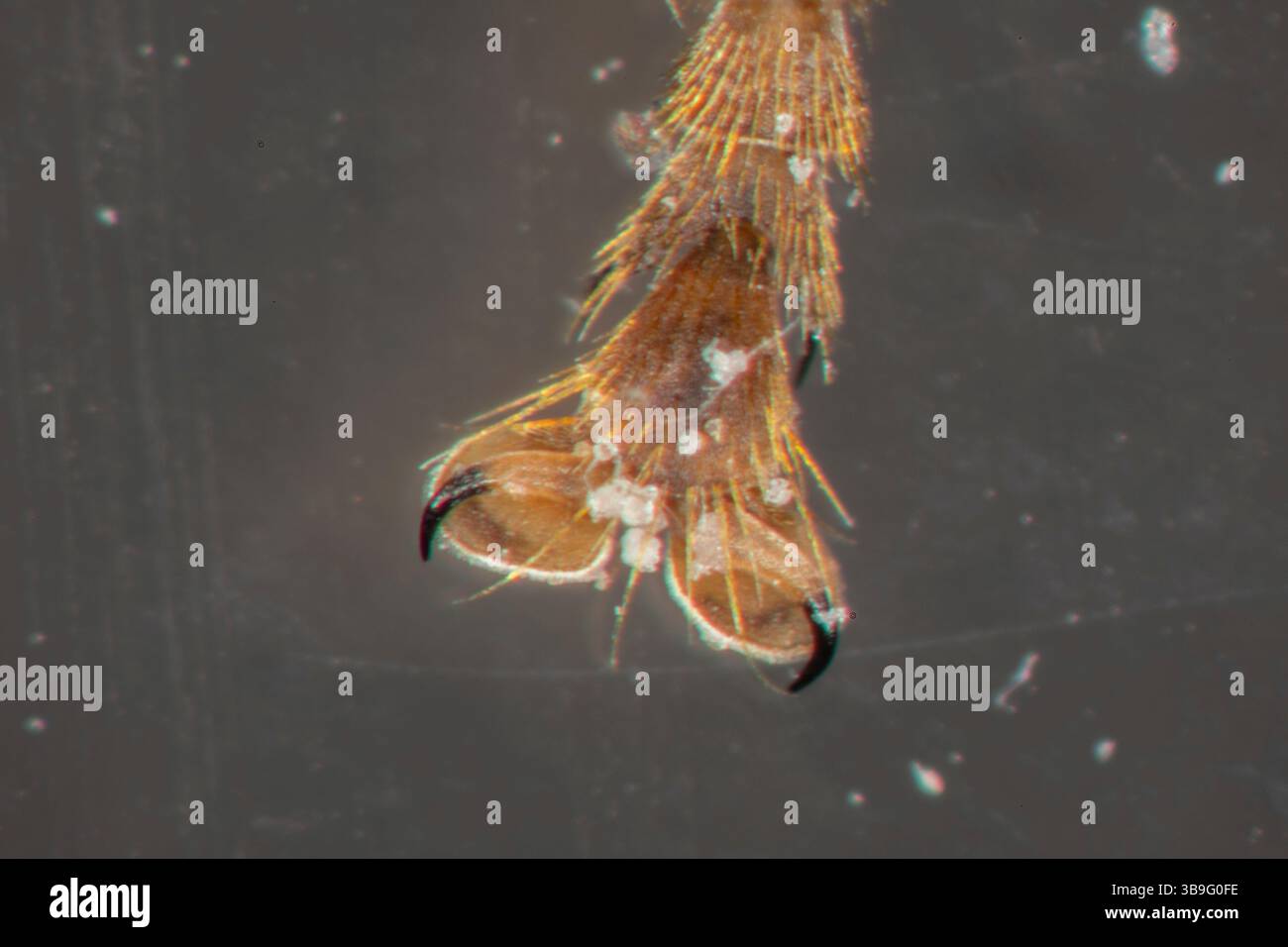 honeybee leg with claw under the microscope Stock Photo - Alamy