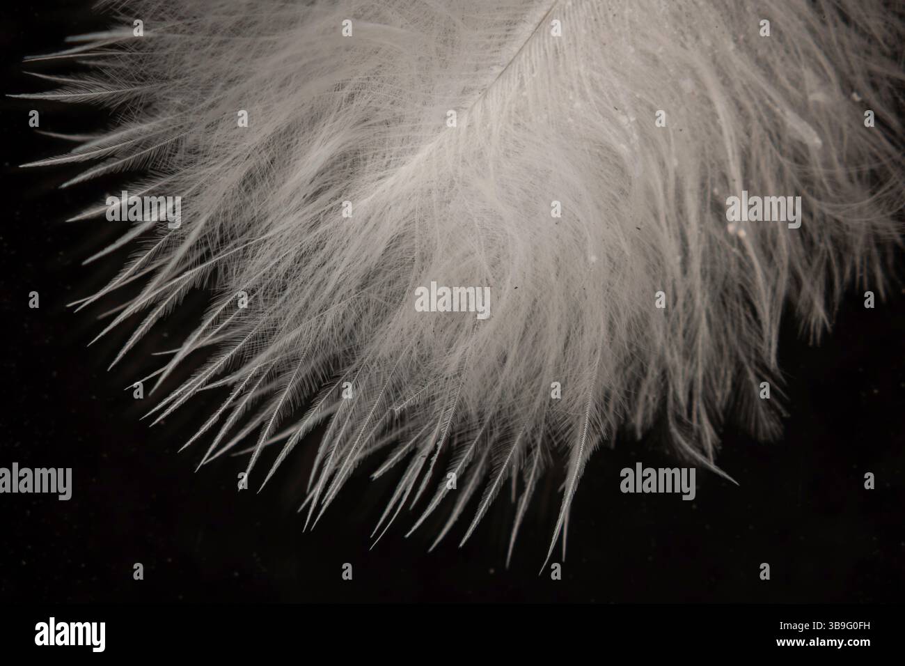 Pigeon downy feather at high magnification Stock Photo - Alamy