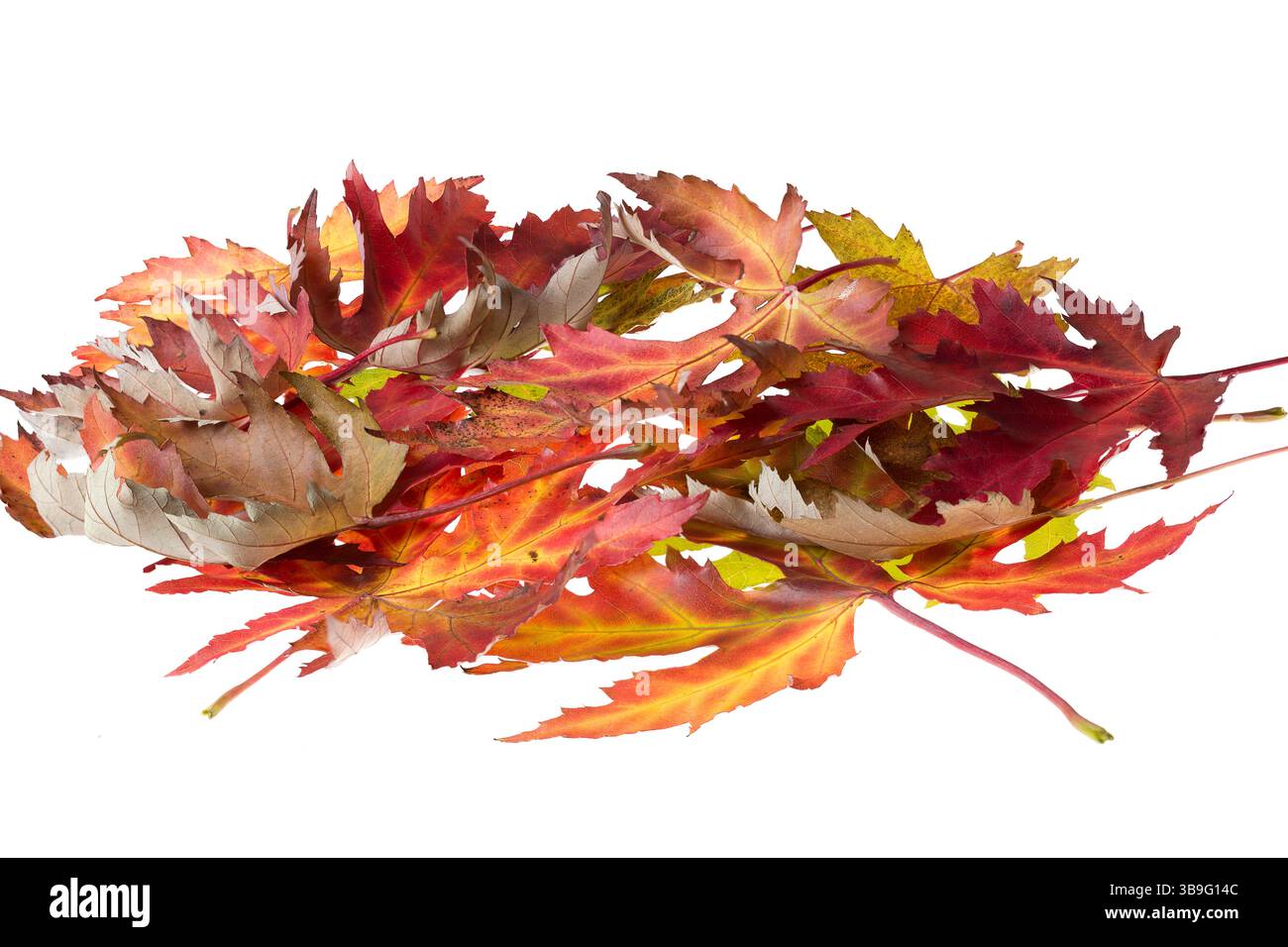 Pile of maple leaves with fall colors Stock Photo - Alamy