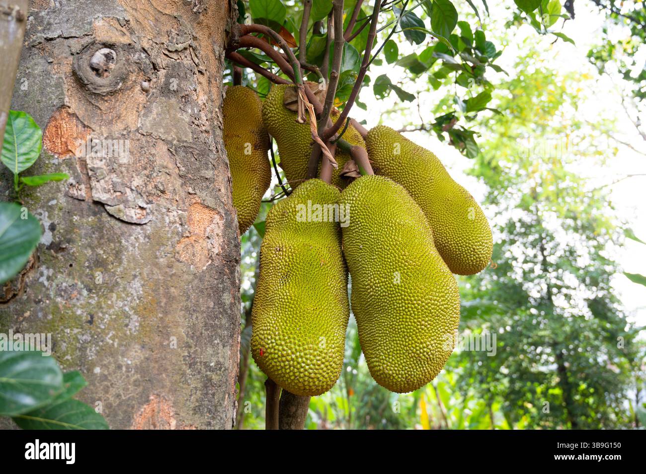 Green jackfruit or nangka growing on a tree, tropical fruit in India, food plantation and ...