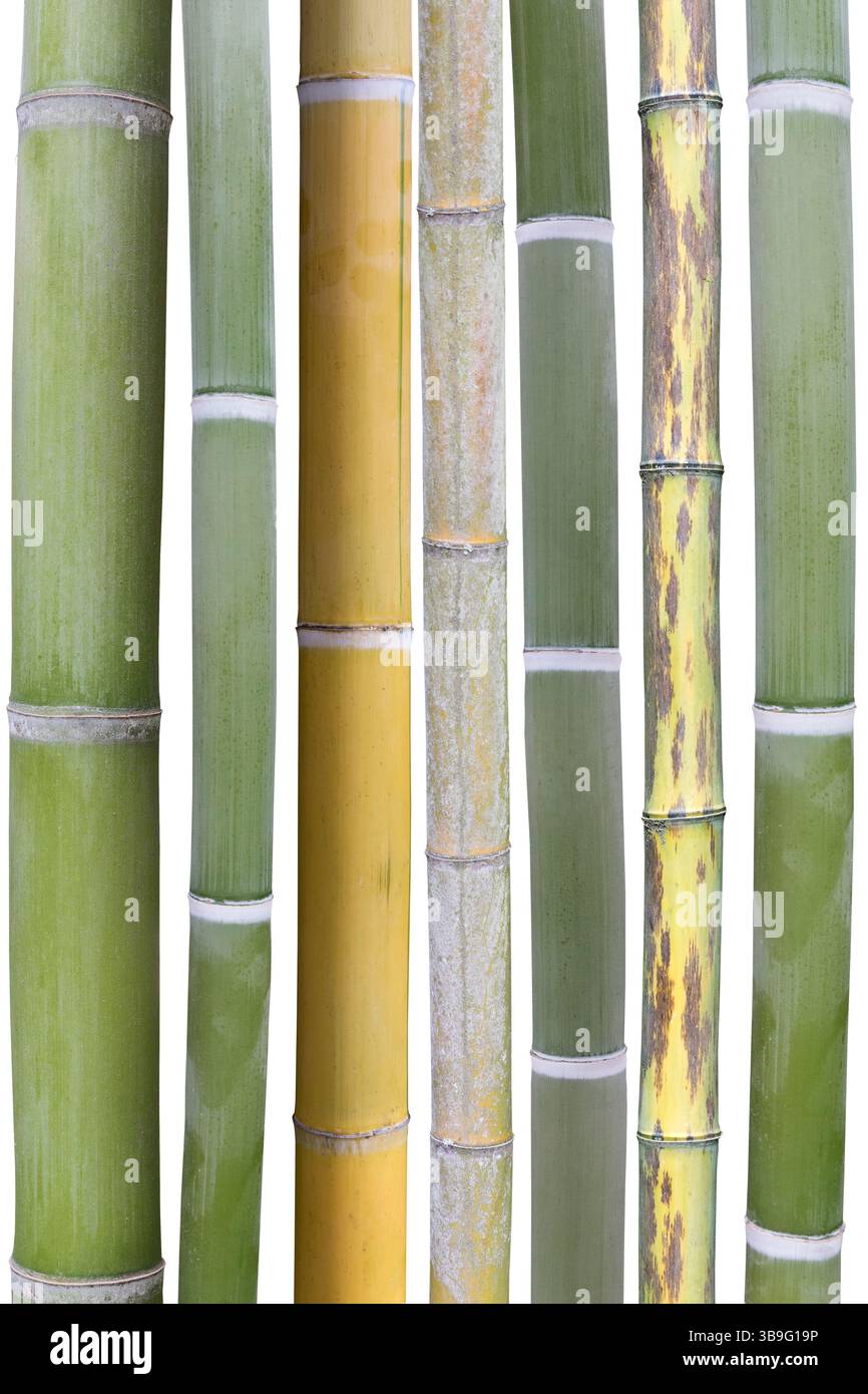 Bamboo canes, cropped on white Stock Photo - Alamy
