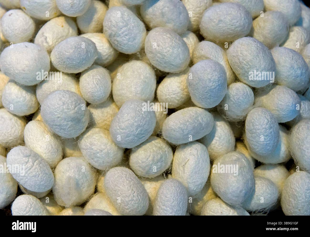 Silk moth hi-res stock photography and images - Alamy