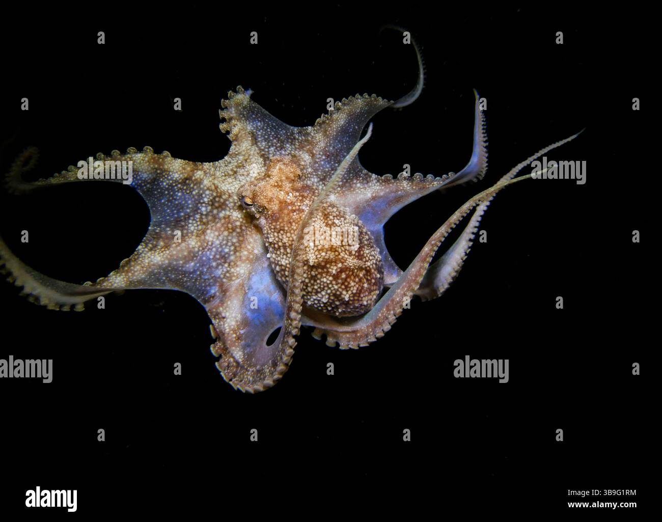 Common octopus at night hi-res stock photography and images - Alamy