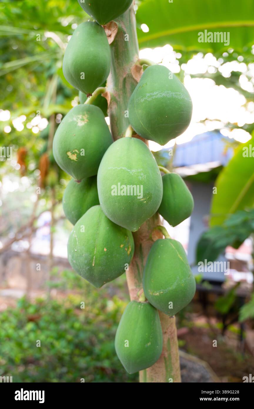 Papaya growing on a tree in India, tropical papaw fruit, agriculture ...