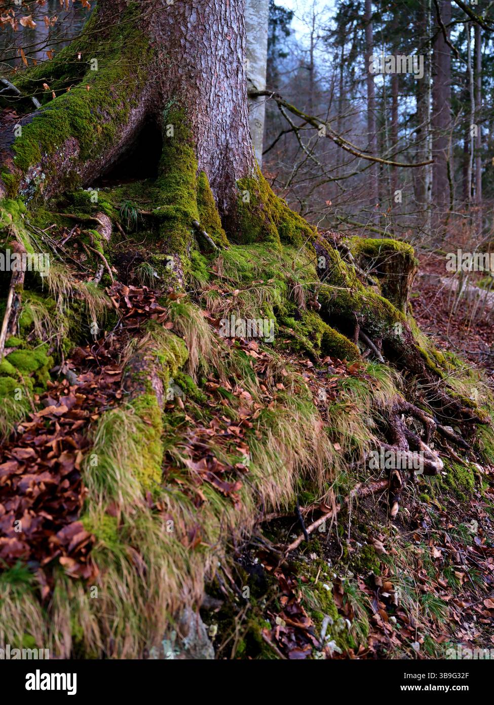 Moss-covered tree roots in a forest during early morning light ...