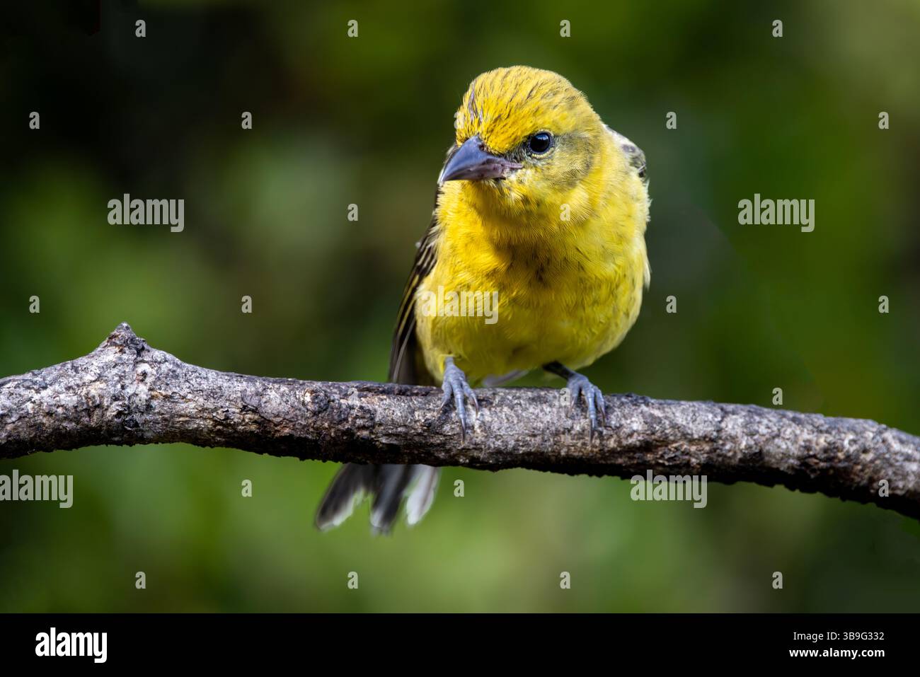Scarlet tanager - female Stock Photo - Alamy
