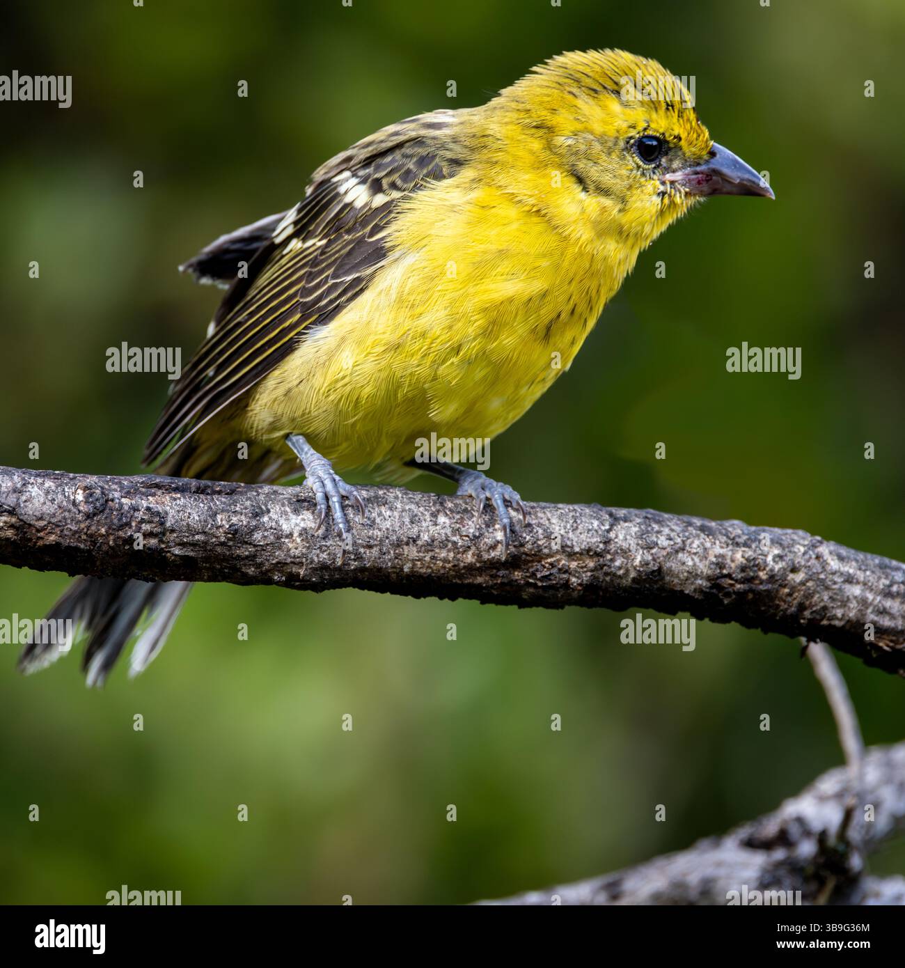 Piranga scarlet pictures hi-res stock photography and images - Alamy