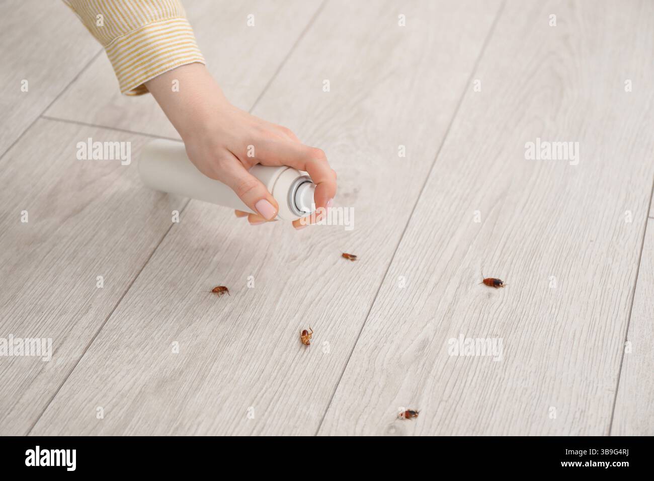 Young woman spraying insecticide onto cockroaches on floor at home ...