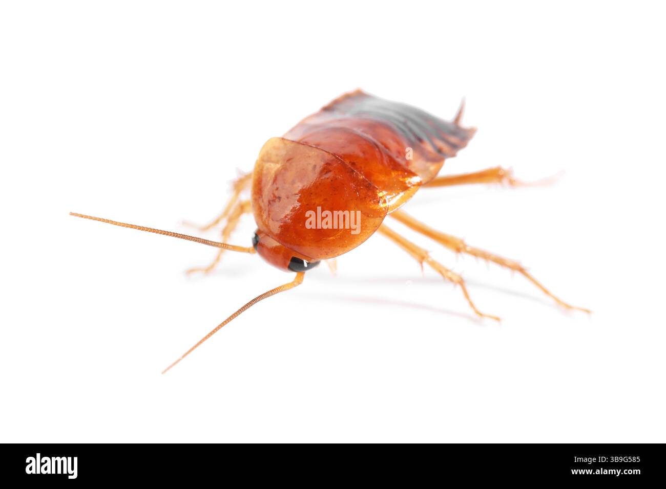 One cockroach on white background. Pest control Stock Photo - Alamy