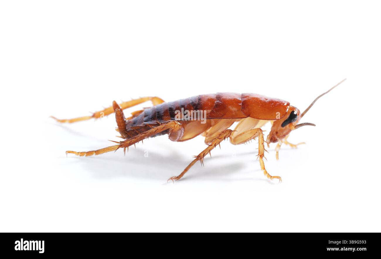 One cockroach on white background. Pest control Stock Photo - Alamy