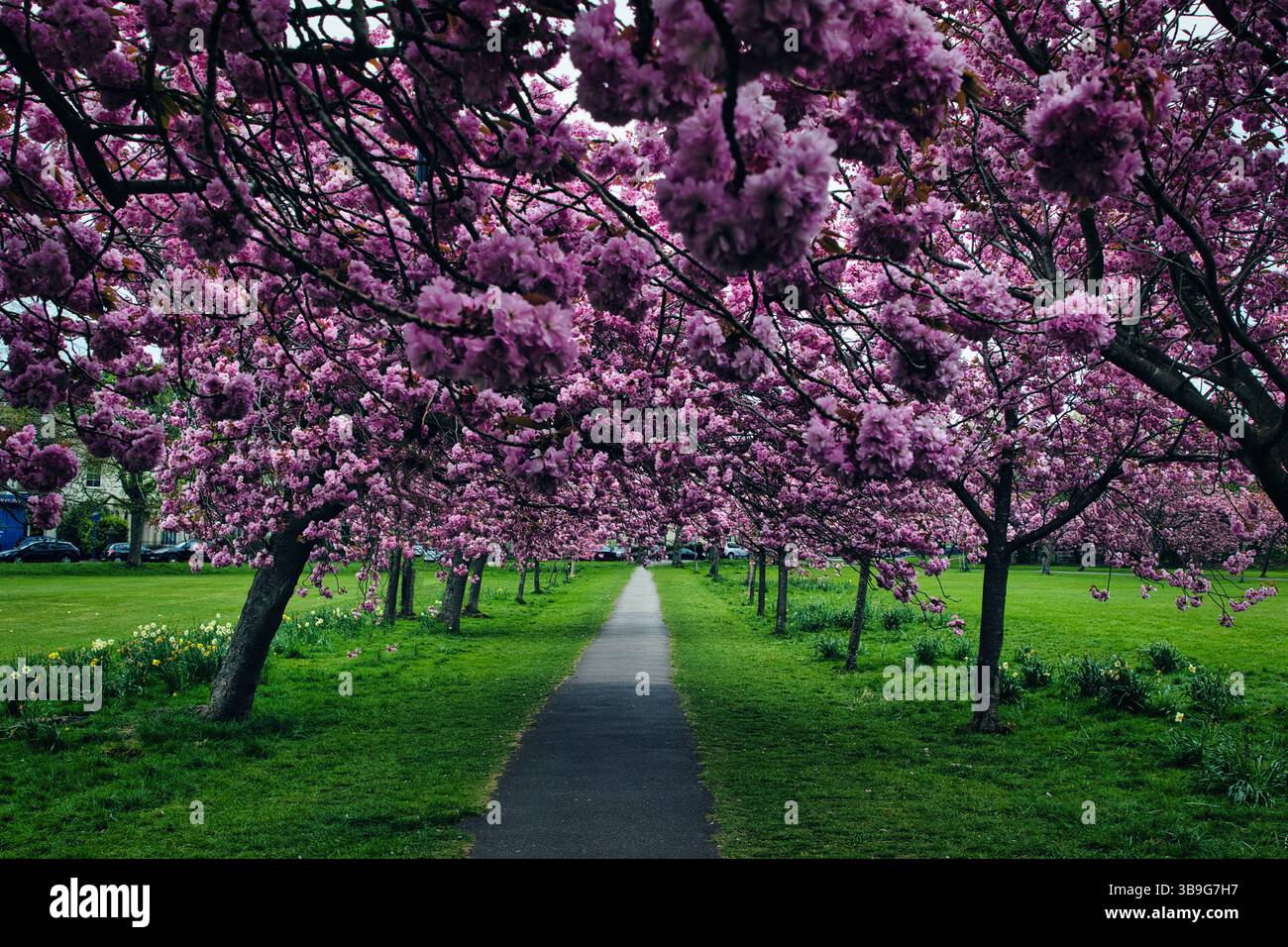 Path through park lined with flowering cherry trees. Pink blossoms ...