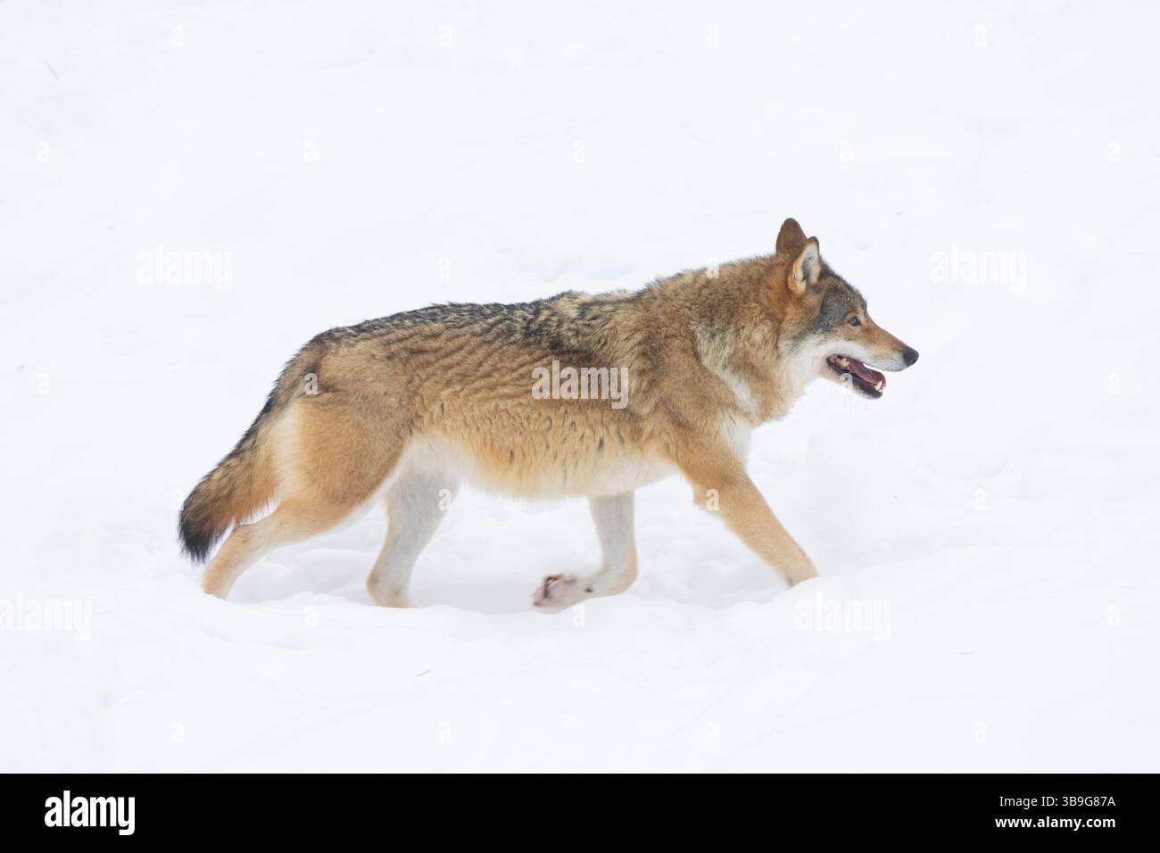 Wolf side profile hi-res stock photography and images - Alamy