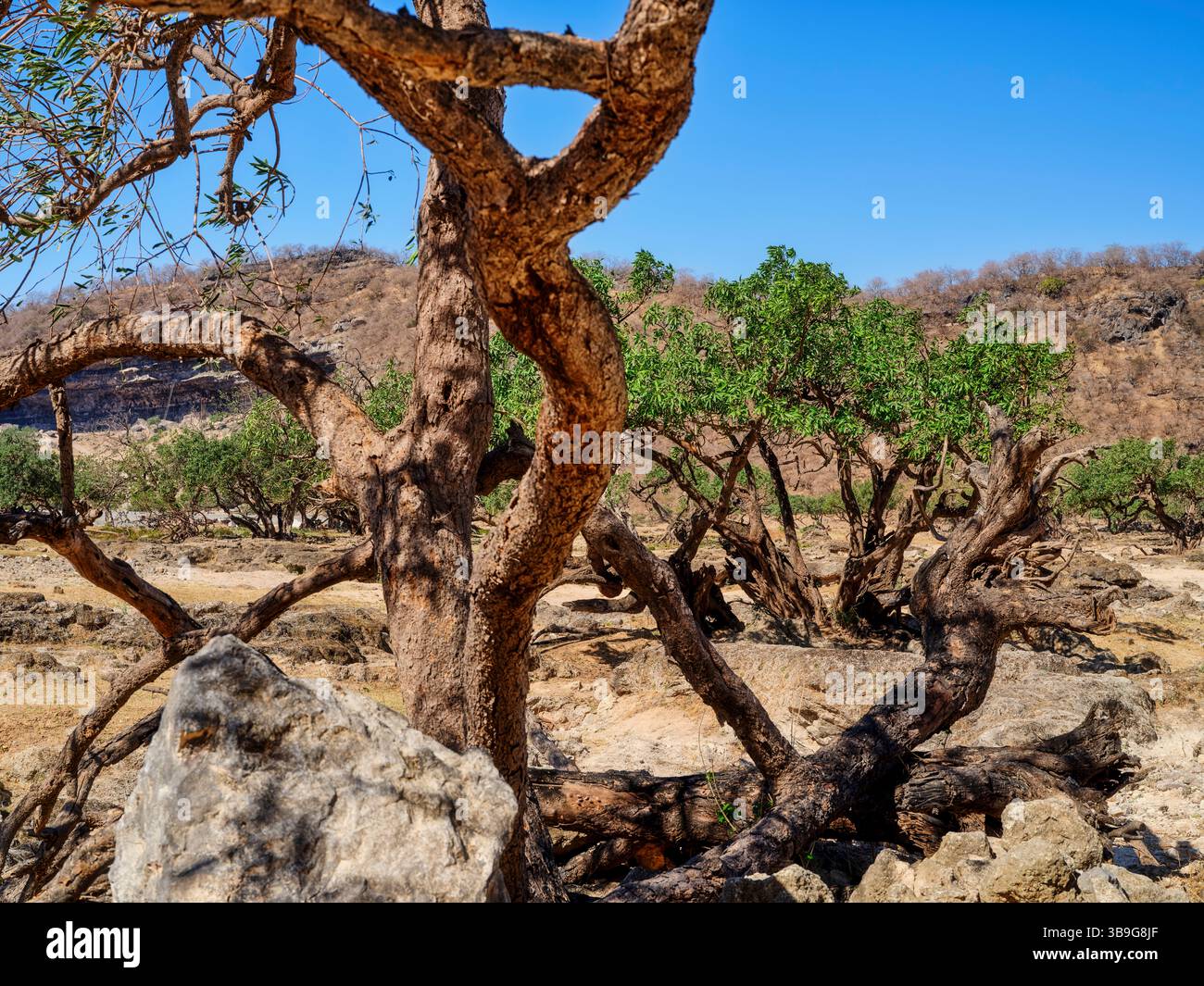 Darbat hi-res stock photography and images - Alamy