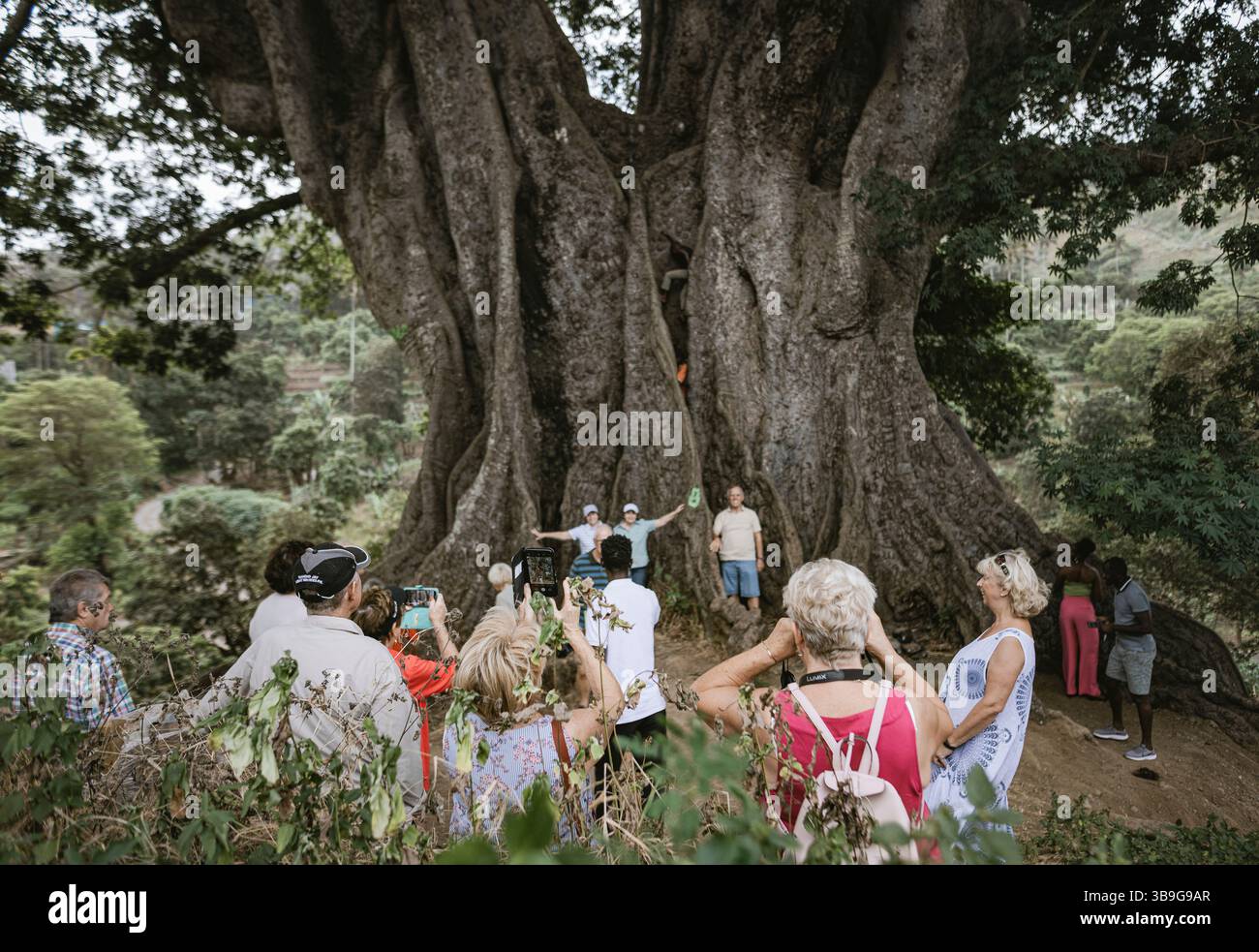 Kapok tree near tarrafal hi-res stock photography and images - Alamy