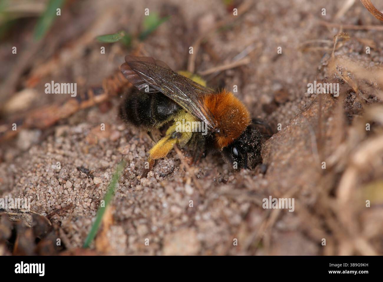 Female Clarke's Mining-Bee (Andrena clarkella) returns to the nest with ...