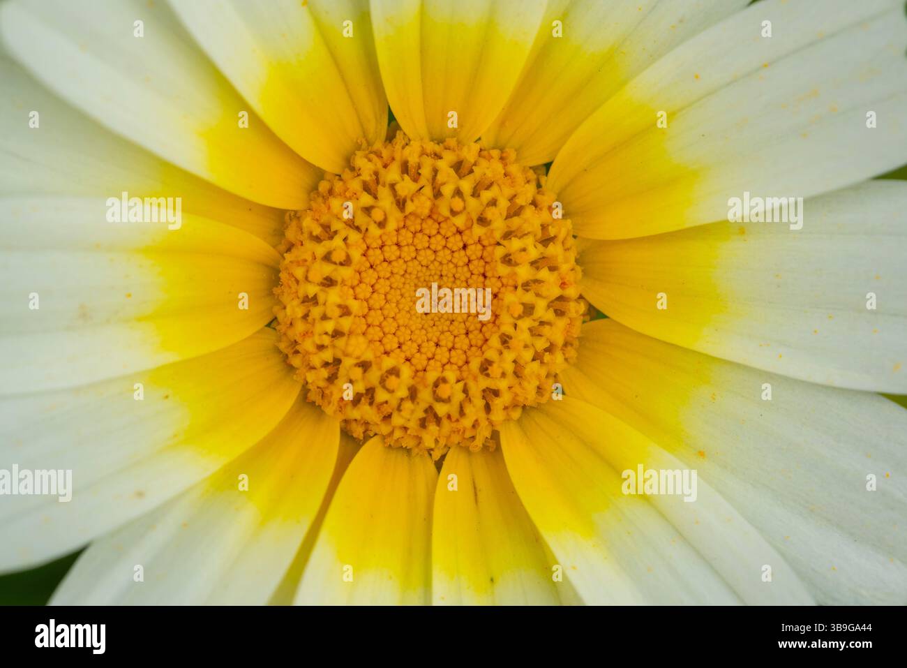 Macro shot capturing the vibrant details of a crown daisy at the ...