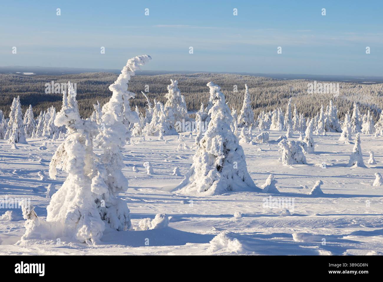 Snow-covered trees in Riisitunturi National Park, winter, Finland Stock ...