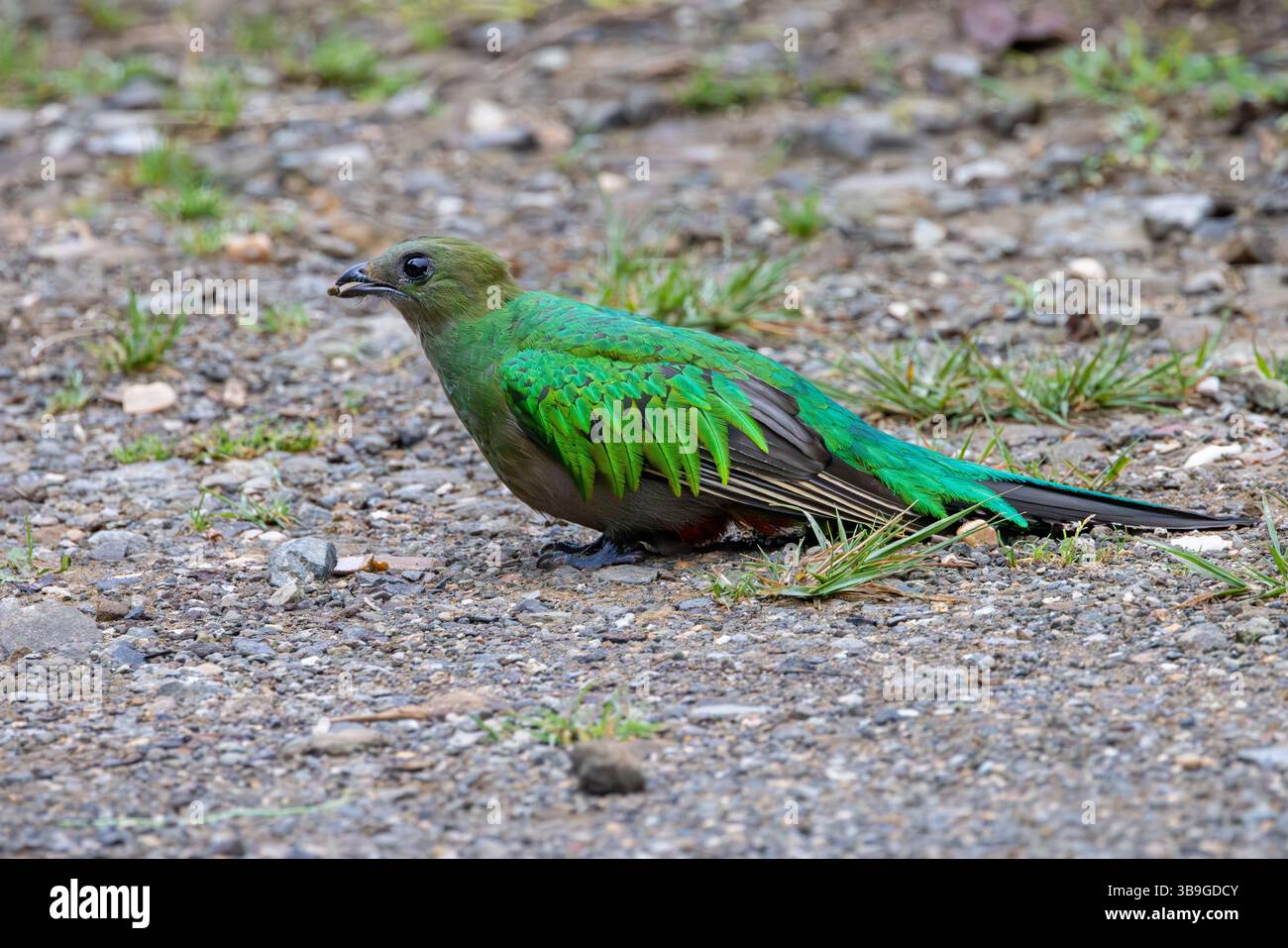 Resplendent quetzal - female Stock Photo - Alamy