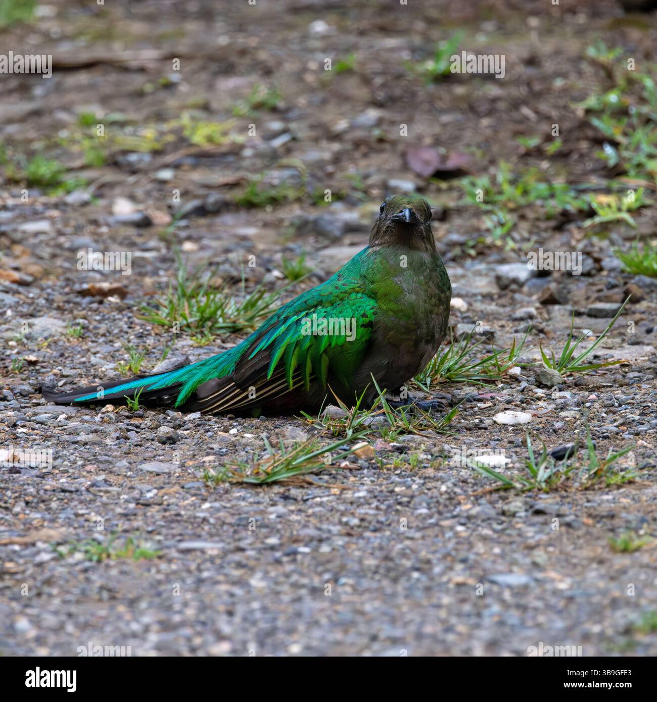 Resplendent quetzal - female Stock Photo - Alamy