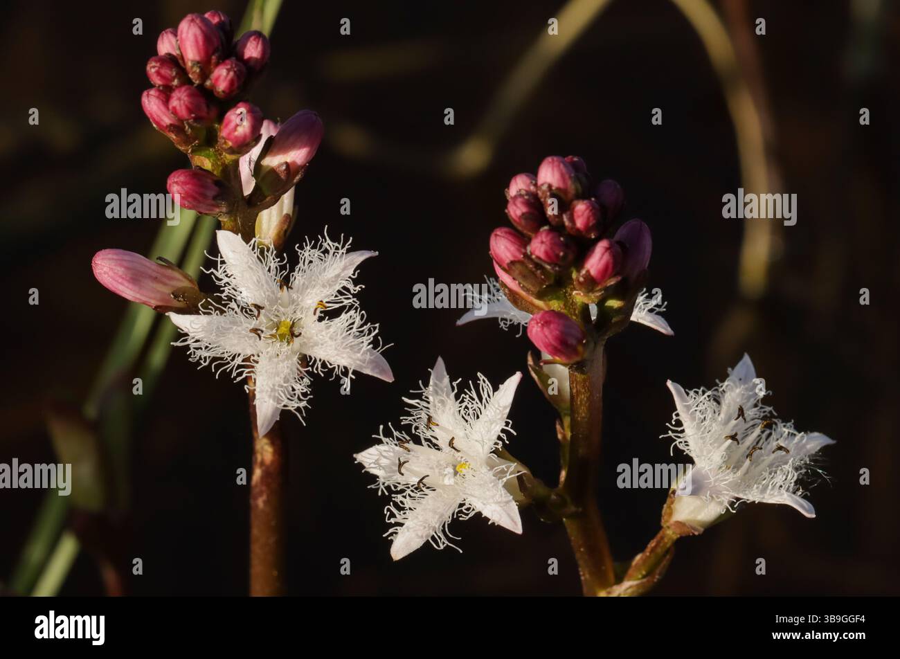 Marsh trefoil, bog bean, buckbean, bloom in the pond Stock Photo - Alamy