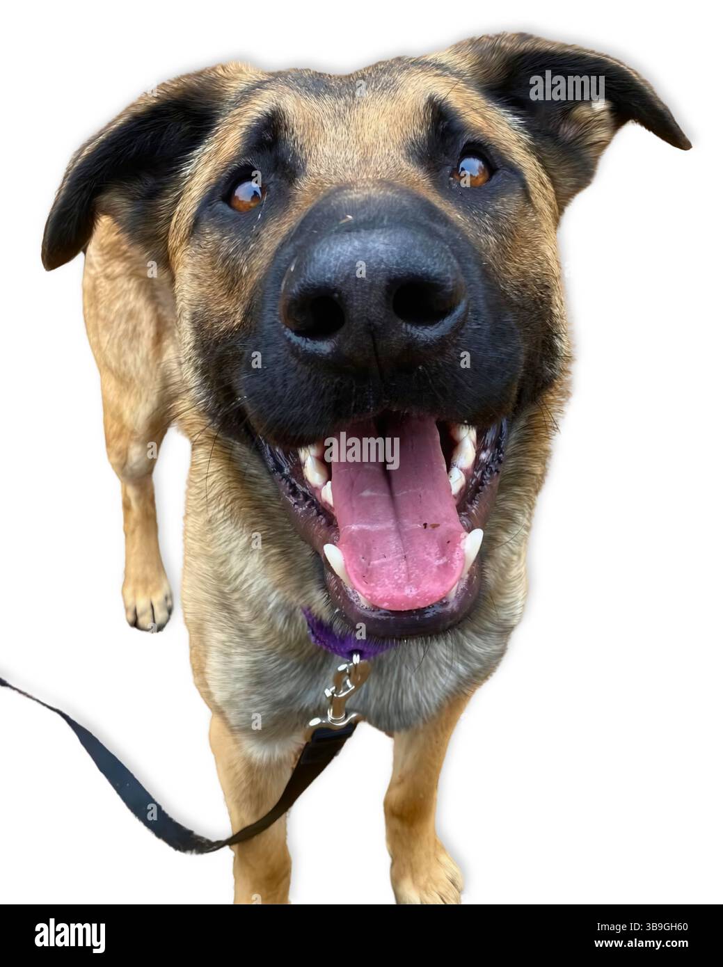 Straight nose Cut Out Stock Images & Pictures - Alamy