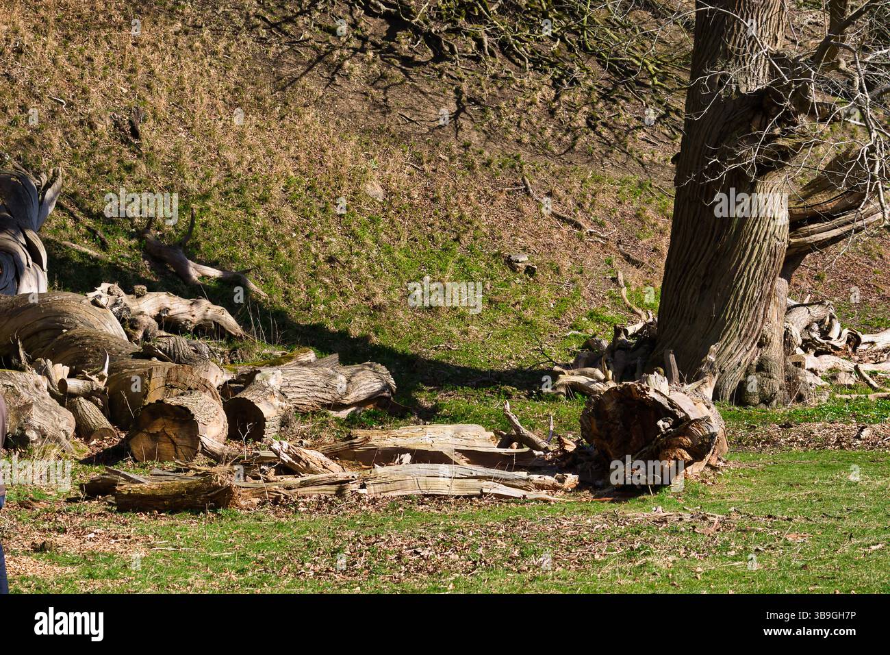 Large dead tree limb on ground hi-res stock photography and images - Alamy