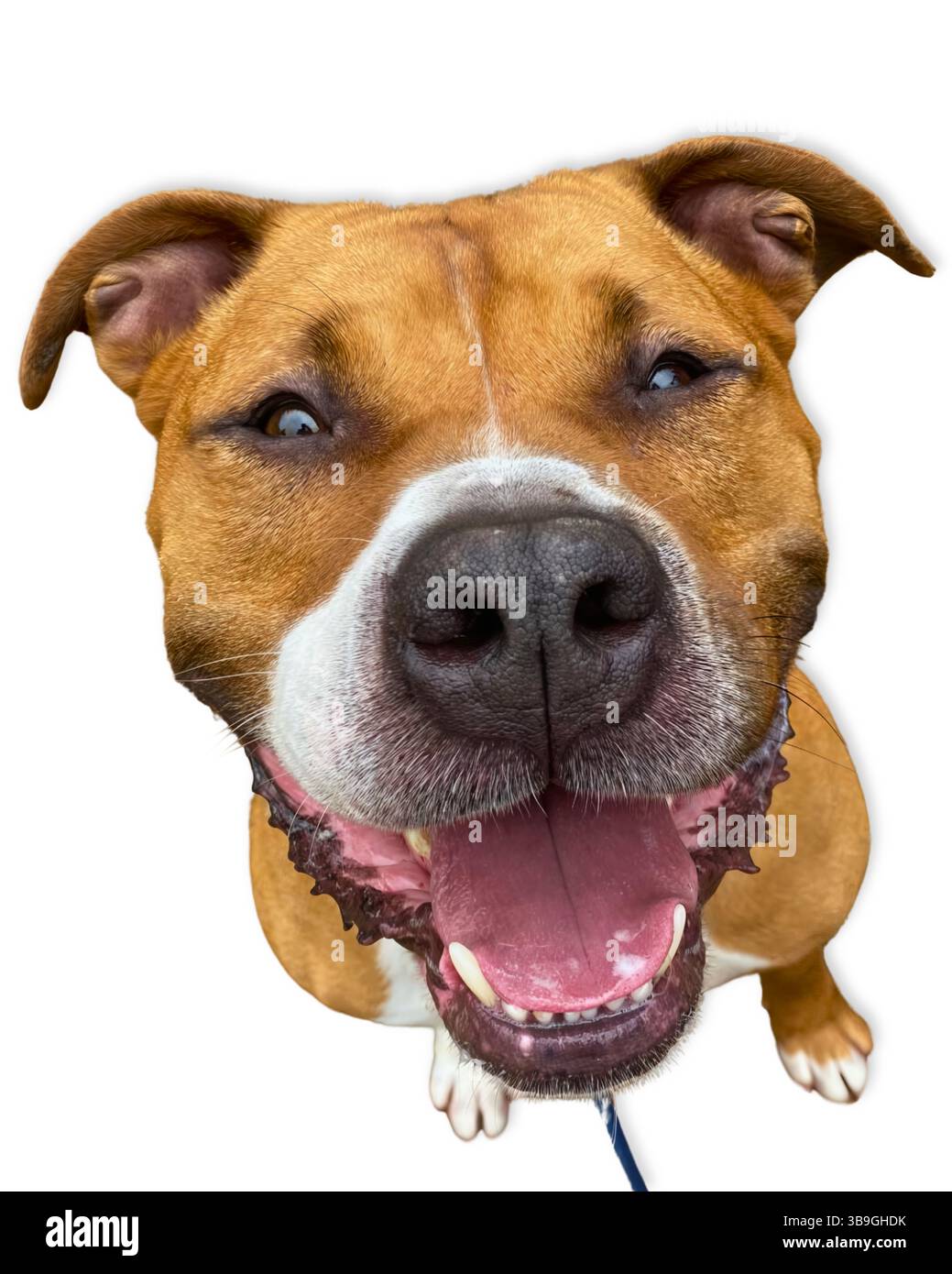Pit mix smile hi-res stock photography and images - Alamy
