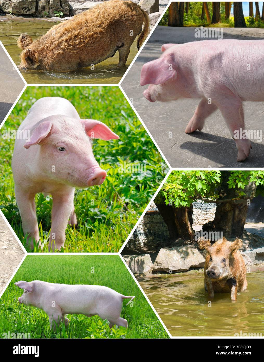 Domestic adult pig and piglets on a farm. Collage. Mosaic pattern Stock ...