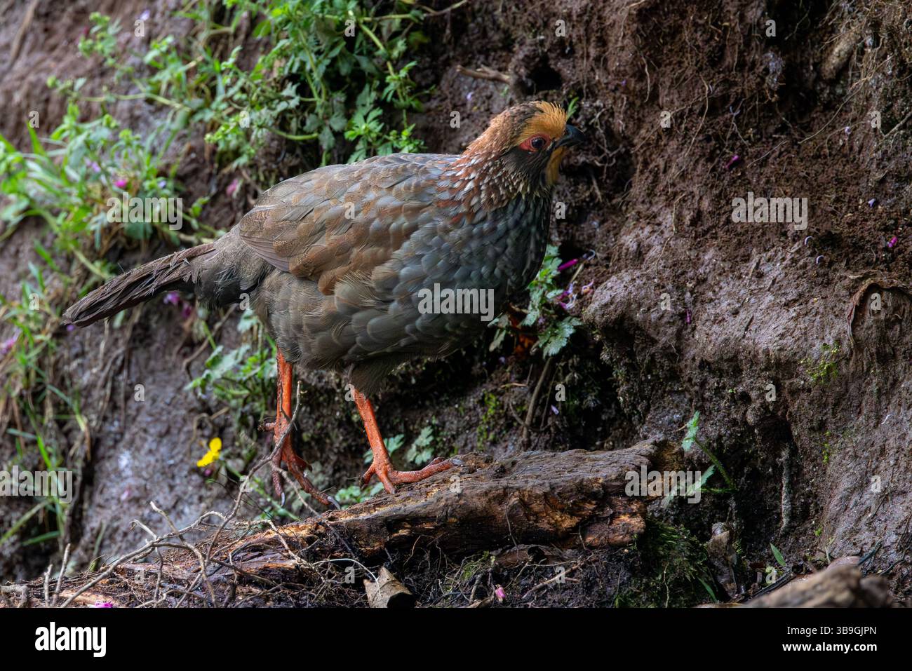 Blue partridge hi-res stock photography and images - Alamy