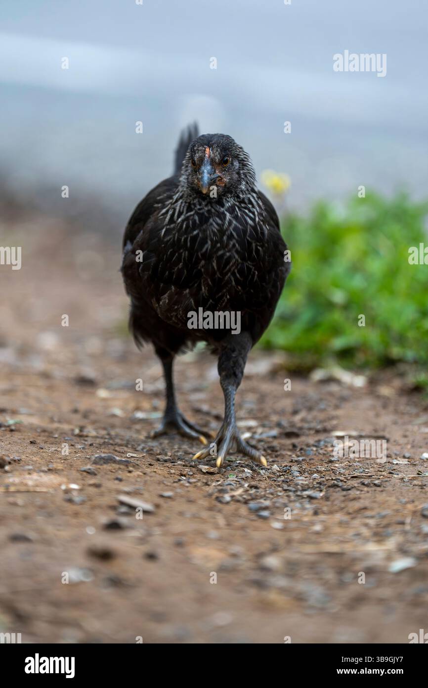 Black chicken runs around hi-res stock photography and images - Alamy