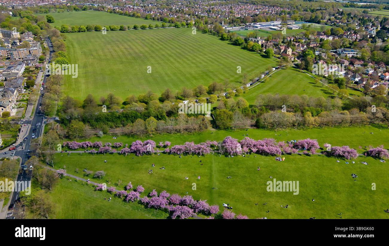 Aerial view of a park with large grassy fields, pink blooming trees ...