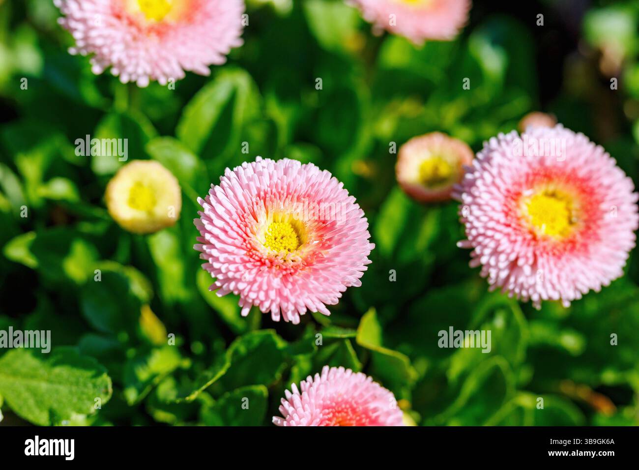 flowering daisies filled, Bellis perennis Tasso strawberry cream, pink ...