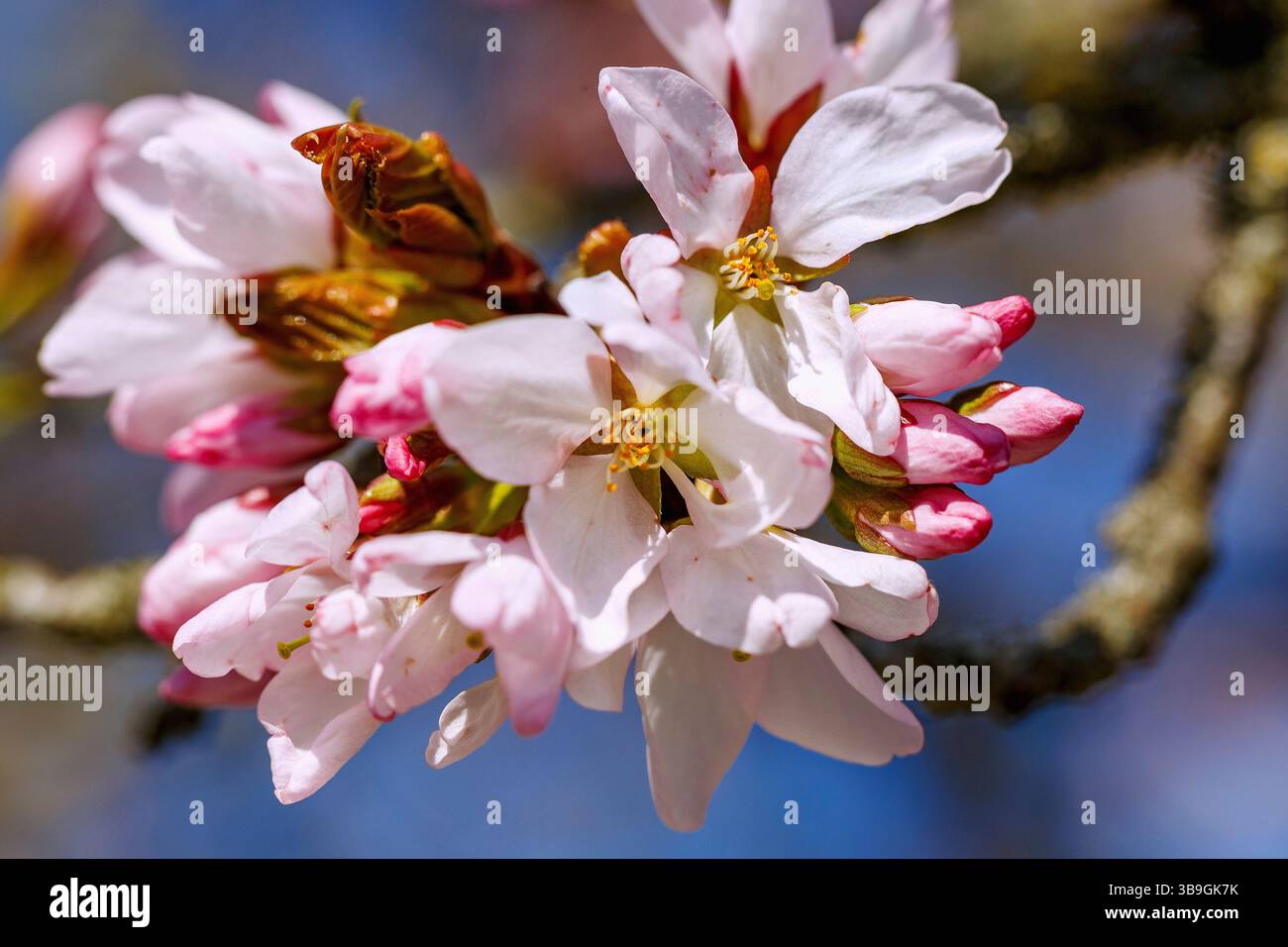 Branches with cherry blossoms of the cherry hybrid, Prunus subhirtella ...