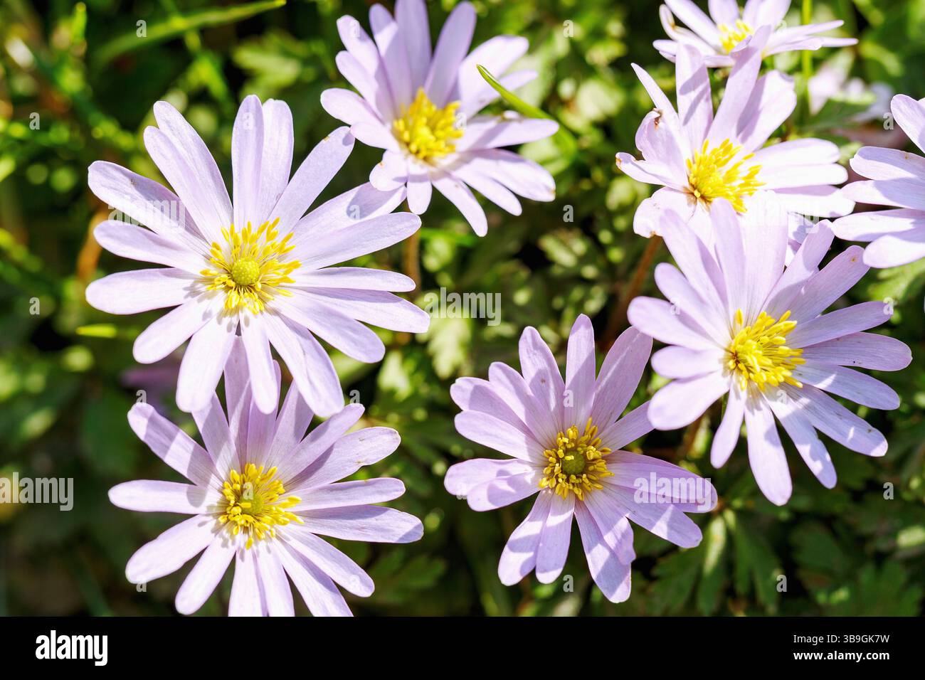 Close up flowering violet hi-res stock photography and images - Alamy