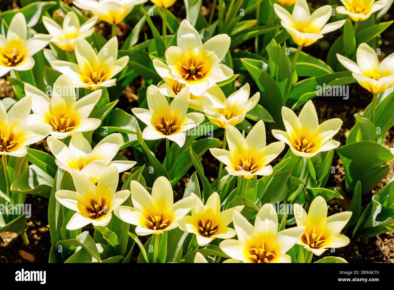 flowering Foster's tulip hybrid, tulipa fosteriana hybrid, Concerto ...