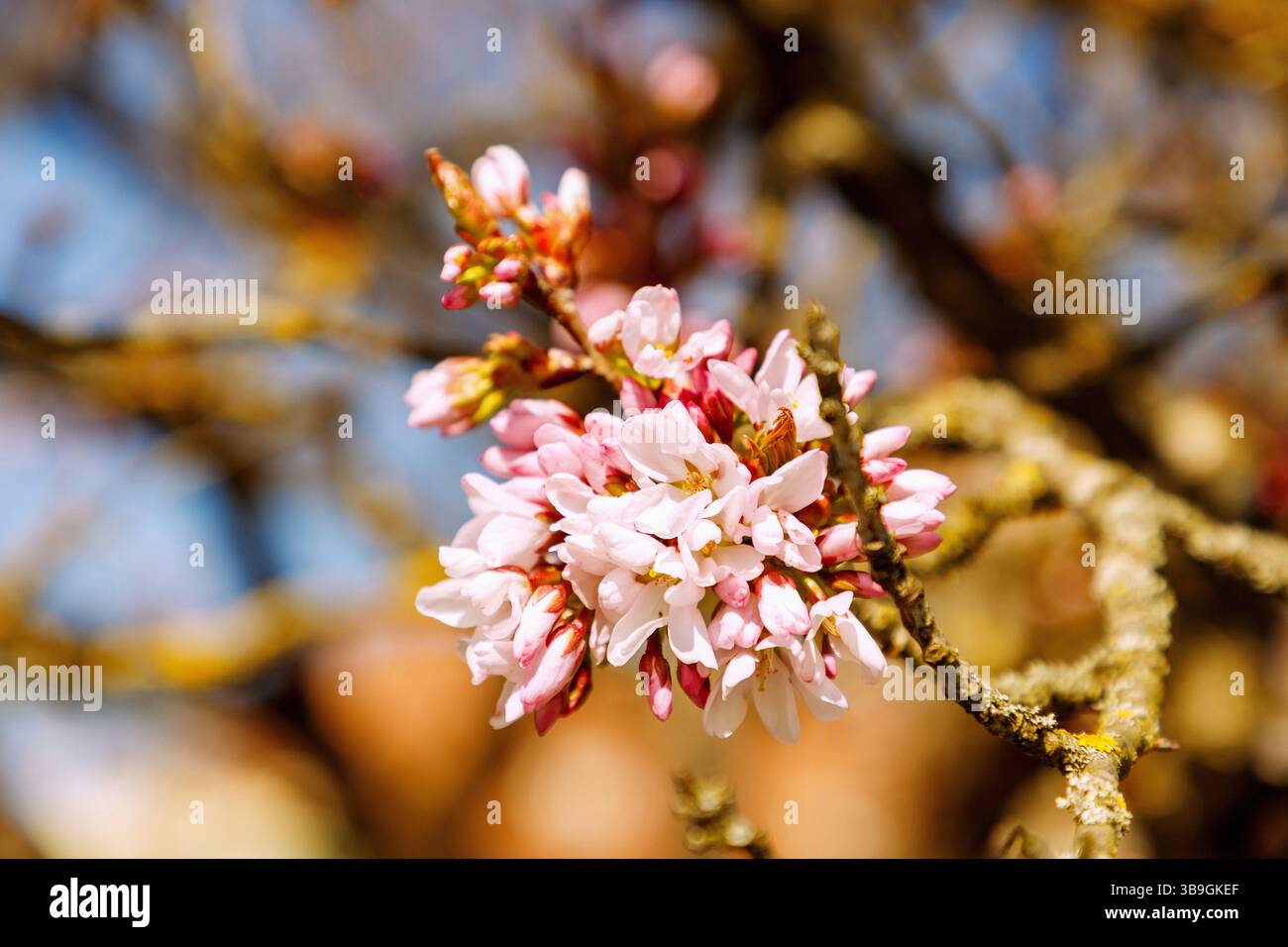 Branches with cherry blossoms of the cherry hybrid, Prunus subhirtella ...