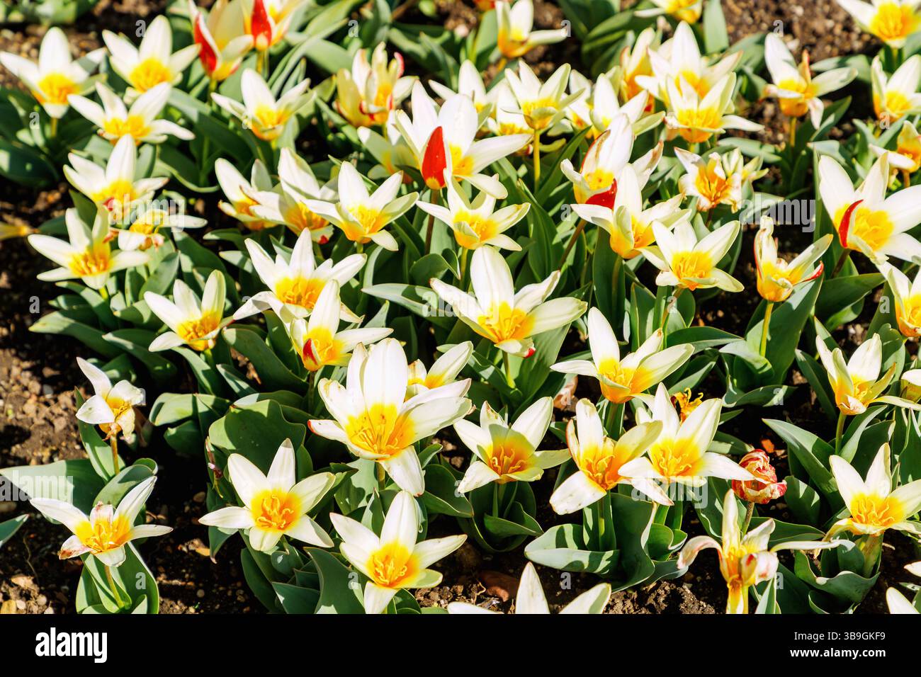 flowering merchant's tulips, tulipa kaufmanniana, The first Stock Photo ...